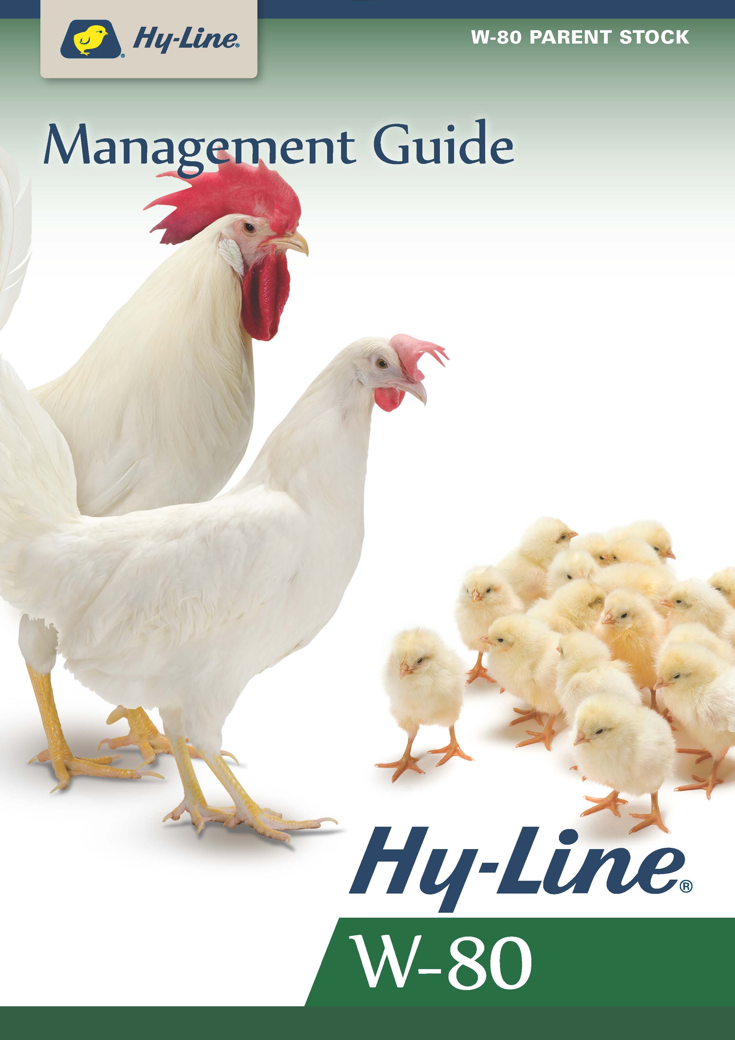 Hy-Line W-80 and W-80 Plus: Robust Layers for All Environments